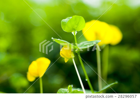 Spring, vine flower, Arachis duranensis,... - Stock Photo [28296057 ...