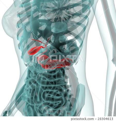 Medical system CG (pancreas) - Stock Illustration [28304613] - PIXTA