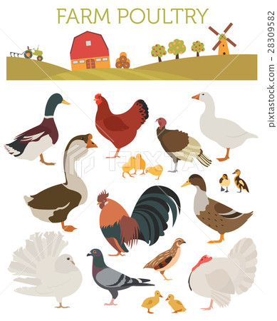 Poultry farming. Chicken, duck, goose, turkey - Stock Illustration ...
