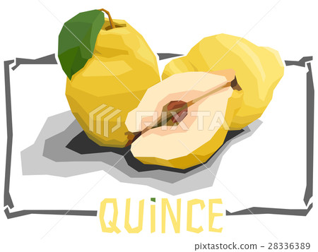 Vector simple illustration of fruit quinces. - Stock Illustration ...