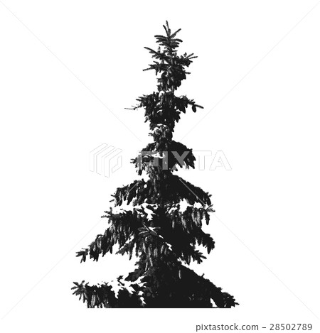 Fur-tree silhouette isolated on white background - Stock Illustration ...