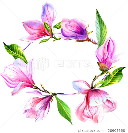 Wildflower magnolia flower frame in a watercolor - Stock Illustration ...