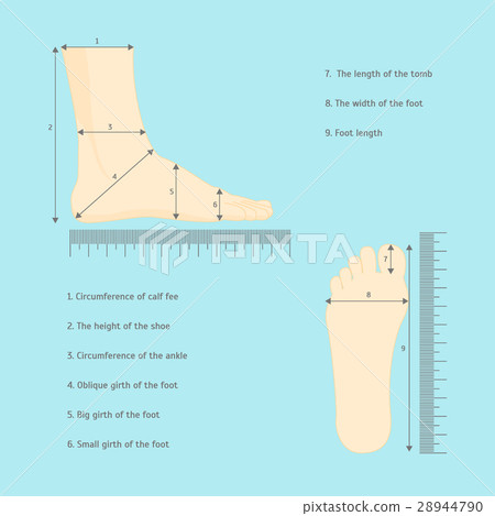 Square Measure Human Feet Shoe Size. Vector - Stock Illustration ...