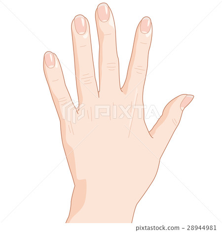 Hand of the hand - Stock Illustration [28944981] - PIXTA