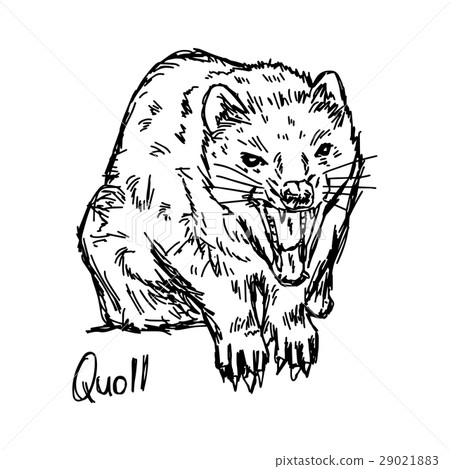 quoll - vector illustration sketch hand drawn - Stock Illustration ...