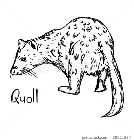 quoll - vector illustration sketch hand drawn - Stock Illustration ...