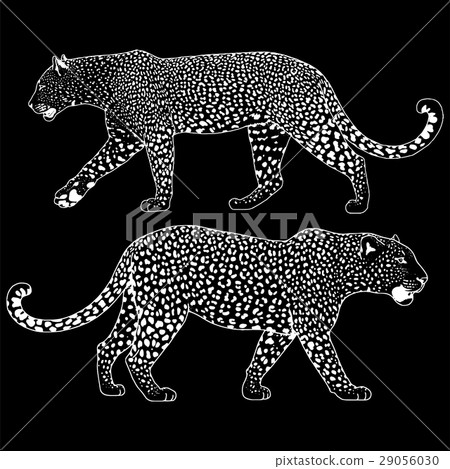illustration of leopard, graphic vector animal - Stock Illustration ...