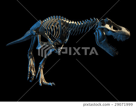 T-Rex photo-realistic full skeleton....-插圖素材 [29071999] - PIXTA圖庫