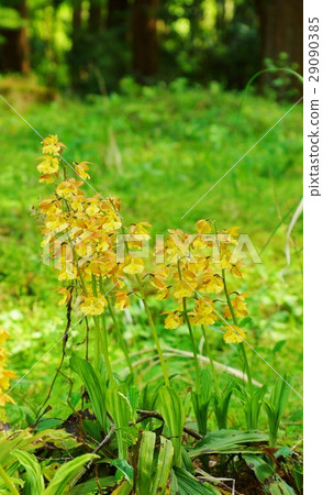 Japanese wild flowers · Beautiful flower ·... - Stock Photo [29090385 ...