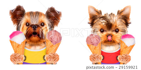 Ice Cream Dog Memes That Ice Cream Made His Day 🤭 (Fetched From