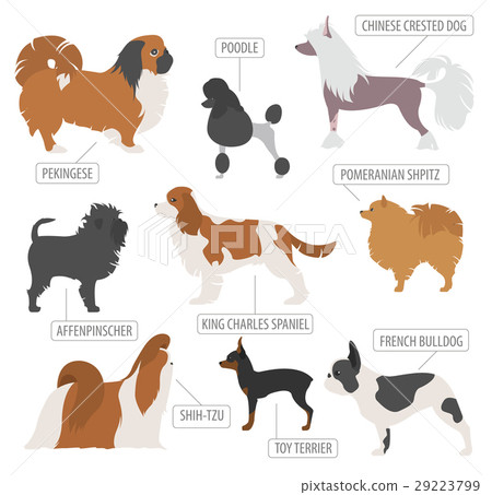 Miniature Dog Breeds List And Pictures