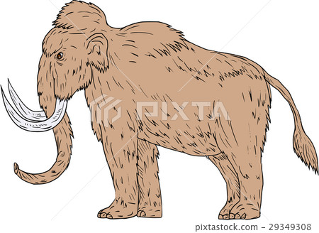 Woolly Mammoth Diagram One Panel Of A Wooly Mammoth, From The