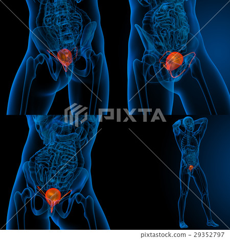 3d rendering medical of the human bladder - Stock Illustration ...