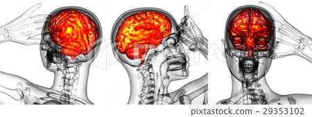 3d rendering medical illustration of human brain - Stock Illustration ...