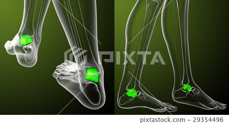 3d rendering medical of the talus bone - Stock Illustration [29354496 ...