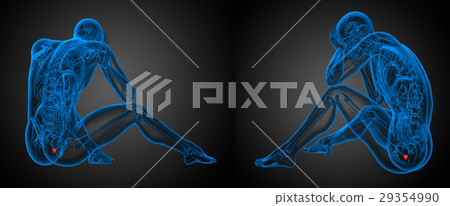 3d rendering illustration of the human prostate - Stock Illustration ...