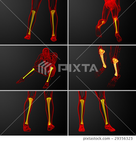 3d rendering medical illustration of tibia bone - Stock Illustration ...