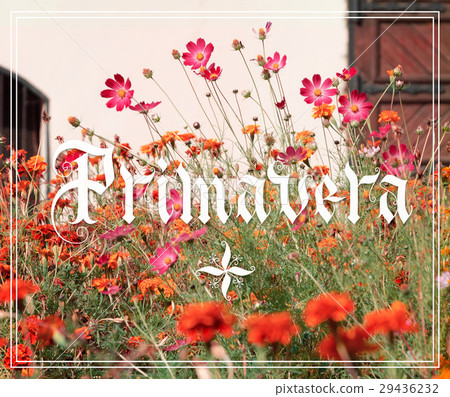 Primavera hand lettering - Stock Illustration [29436232] - PIXTA