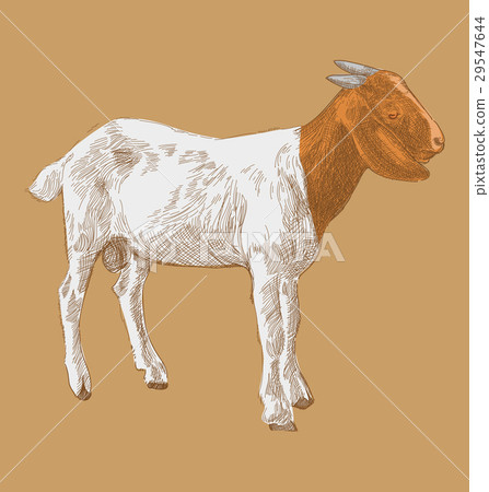hand drawn goat - Stock Illustration [29547644] - PIXTA