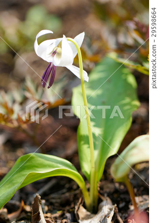 Fairy red flowers, white, albino - Stock Photo [29598664] - PIXTA