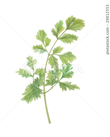 Cilantro Pakuchi - Stock Illustration [29812553] - PIXTA
