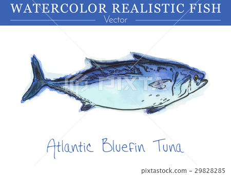 Hand painted watercolor edible fish. Vector design - Stock Illustration ...