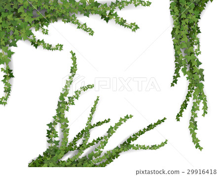 realistic vector ivy set - Stock Illustration [29916418] - PIXTA