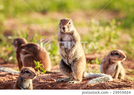 Ground squirrels in the sand.-照片素材（圖片） [29959884] - PIXTA圖庫
