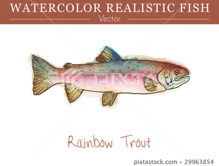 Rainbow Trout Vector