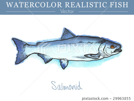 Hand painted watercolor edible fish. Vector design - Stock Illustration ...