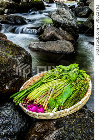 Assorted wild vegetables - Stock Photo [30022763] - PIXTA