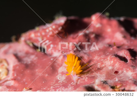 One of the small eyes of the Minnow - Stock Photo [30048632] - PIXTA