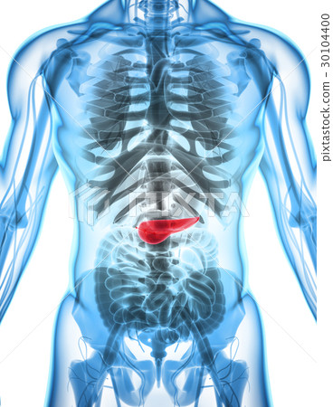 Cartoon Pancreas In Digestive System
