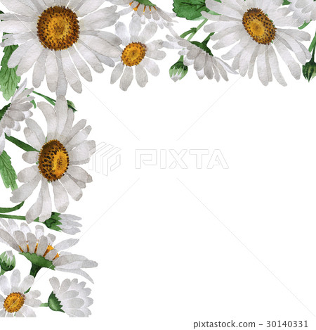 Wildflower chamomile flower frame in a watercolor - Stock Illustration ...