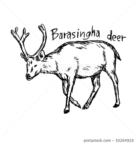 barasingha deer - vector illustration - Stock Illustration [30264928 ...