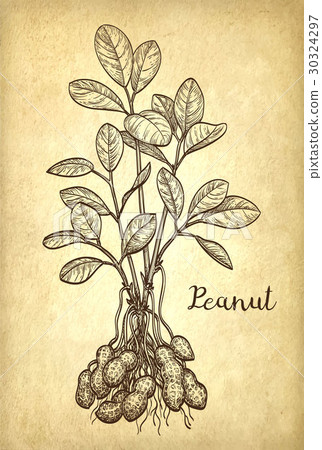Vector illustration of peanut plant. - Stock Illustration [30324297 ...