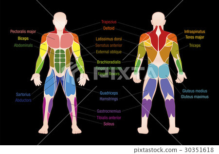Muscle Chart Male Body Colored Muscles - Stock Illustration [30351618 ...