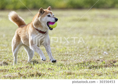 Shiba Inu gets a ball - Stock Photo [30356453] - PIXTA