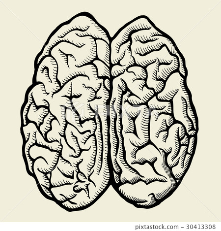 Vector hand drawn Human brain - Stock Illustration [30413308] - PIXTA