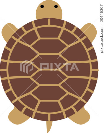 Land turtle seen from above - Stock Illustration [30446307] - PIXTA