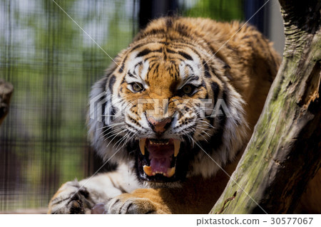 Amur Tiger barking in the Kyoto City Zoo in... - Stock Photo [30577067 ...