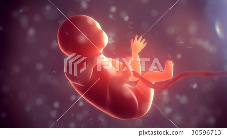 Human embryo inside body. 3d illustration - Stock Illustration ...
