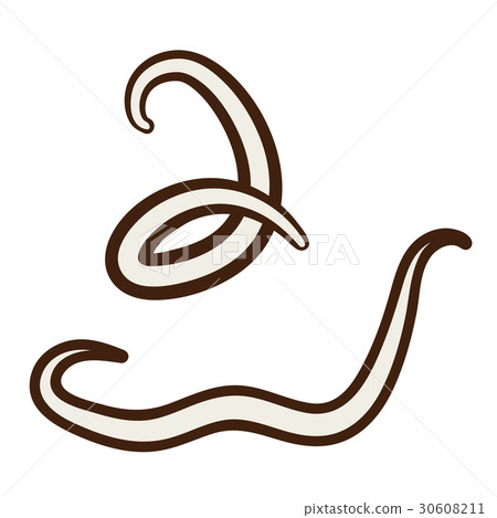 Anisakis - Stock Illustration [30608211] - PIXTA