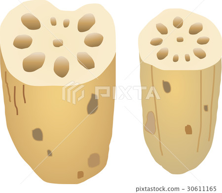 Lotus root - Stock Illustration [30611165] - PIXTA