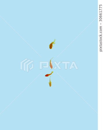 Goldfish - Stock Illustration [30661775] - PIXTA