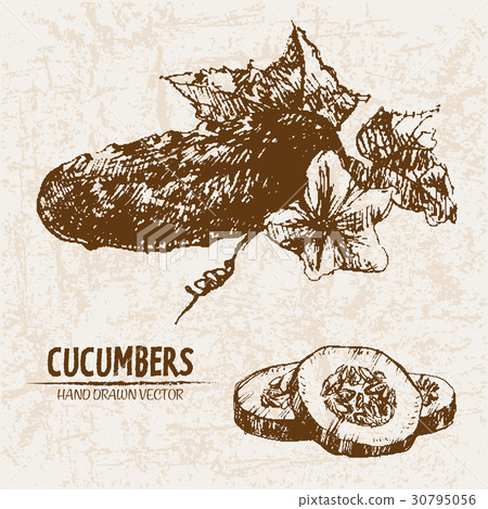 Digital vector detailed line art cucumber - Stock Illustration ...