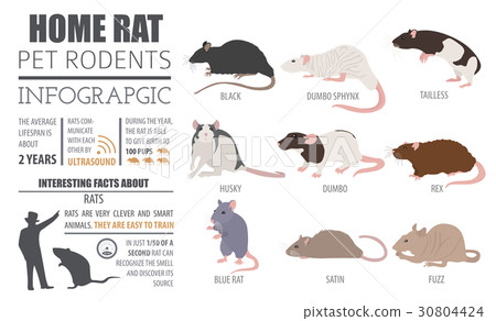 Rat breeds icon set flat style infographic - Stock Illustration ...