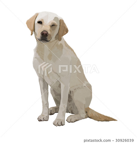 Labrador retriever tea sitting wink - Stock Illustration [30926039] - PIXTA