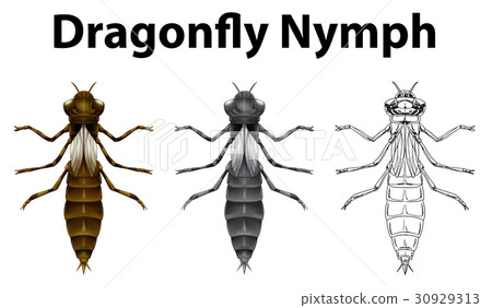 Dragonfly nymph in three different drawing styles - Stock Illustration ...
