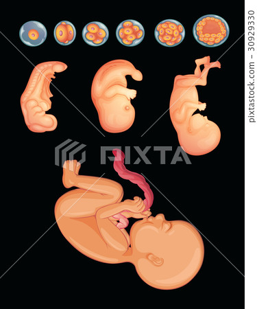 Diagram showing how baby grows during pregnancy - Stock Illustration ...